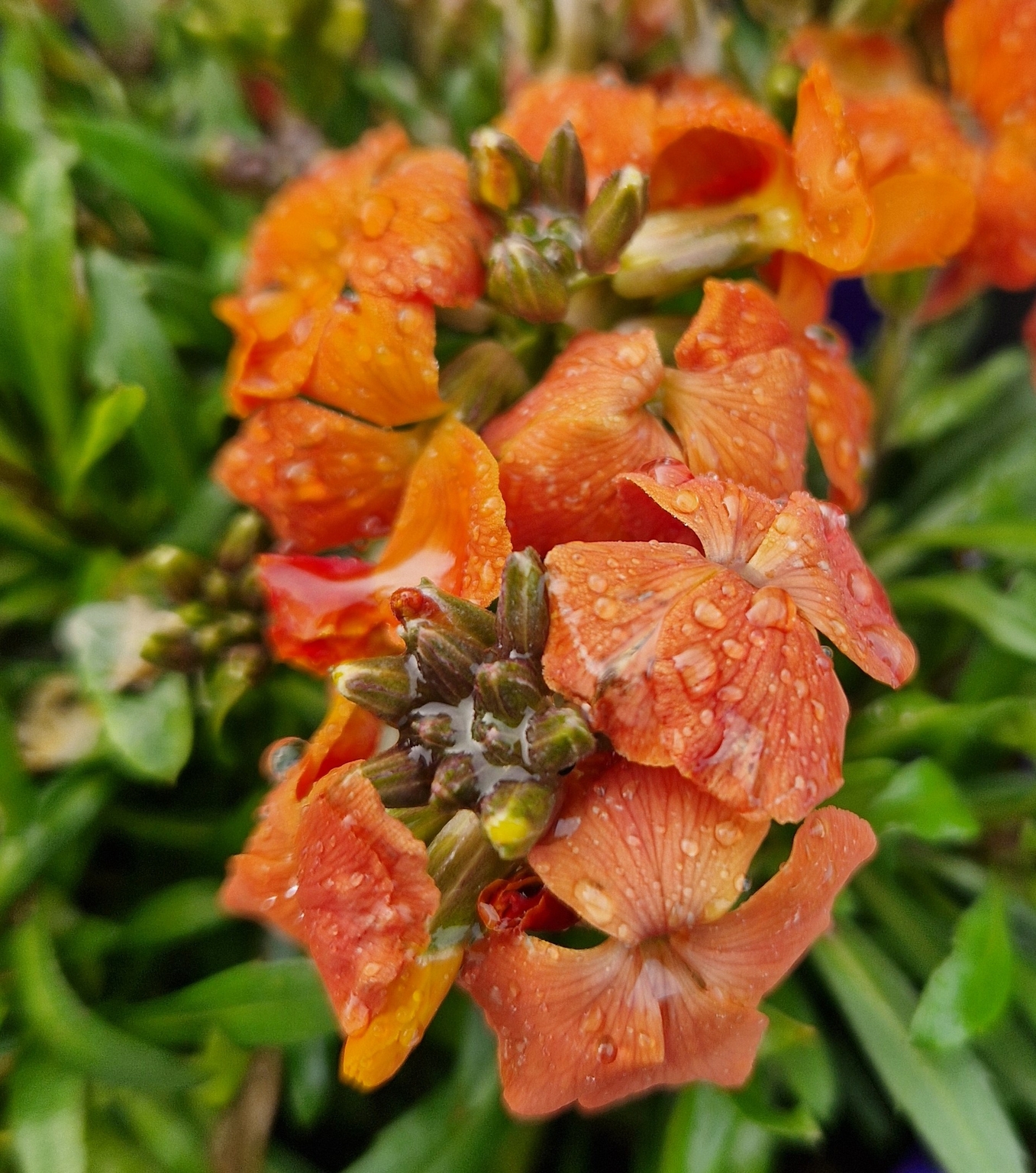 Erysimum Leya Orange Glow 2 Litre - Stewarts Garden Centre