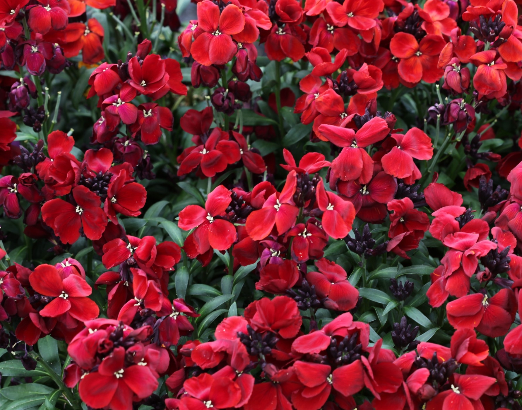 Erysimum Winter Passion 1 Litre - Stewarts Garden Centre