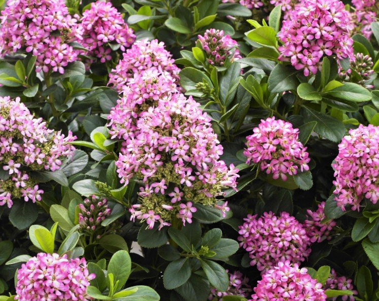 Escallonia Pink Elle 3 litre - Stewarts Garden Centre