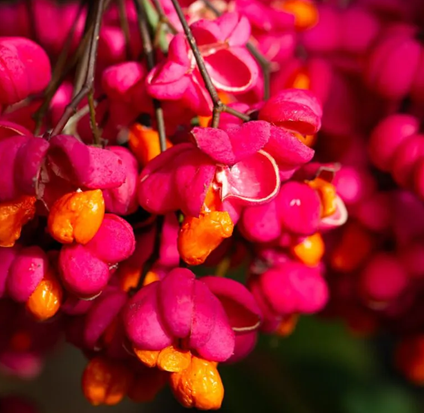 Euonymus Red Cascade 12 Litre - Stewarts Garden Centre