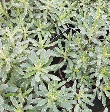 Euphorbia Silver Edge 2 Litre - Stewarts Garden Centre