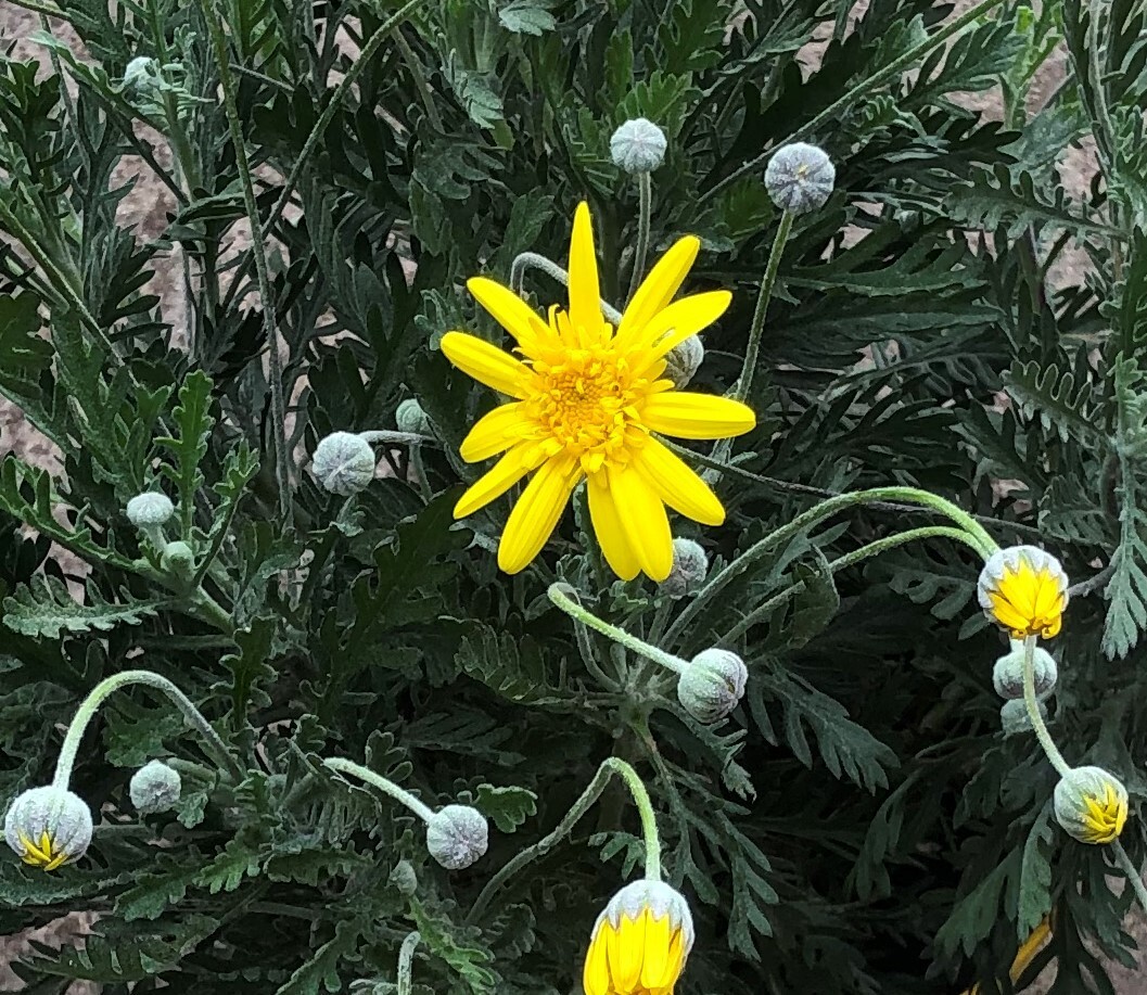 Euryops pectinatus 3 Litre - Stewarts Garden Centre