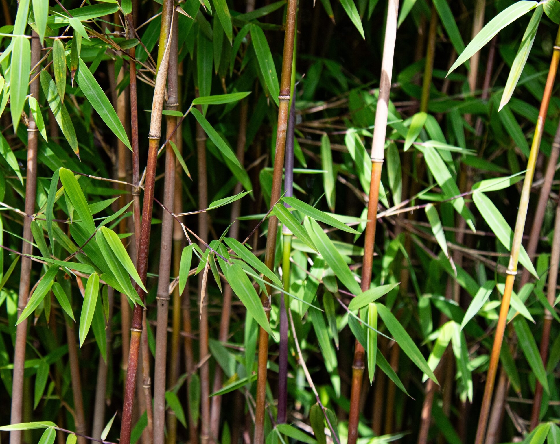 Fargesia Jiuzhaigou Red Dragon 3 Litre - Stewarts Garden Centre