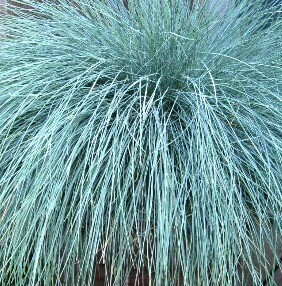 Festuca Intense Blue 23cm - Stewarts Garden Centre