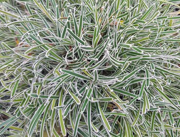 Grasses - Stewarts Garden Centre