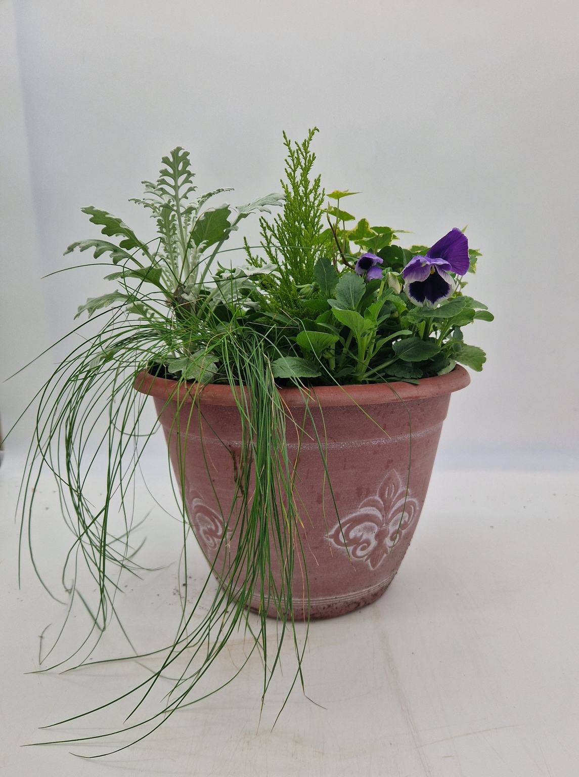 Fleur de Lys Planter 30cm - Stewarts Garden Centre