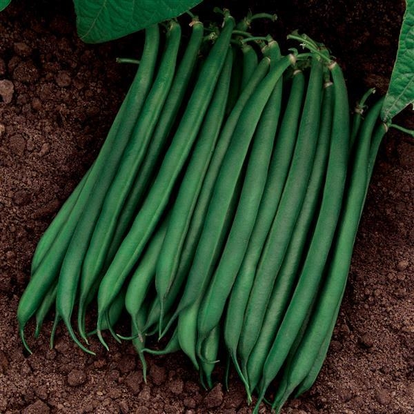 French Bean (Climbing) Cobra 6 Pack - Stewarts Garden Centre