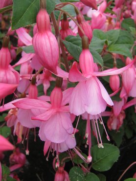 Fuchsia Beacon Rosea 3 Litre - Stewarts Garden Centre