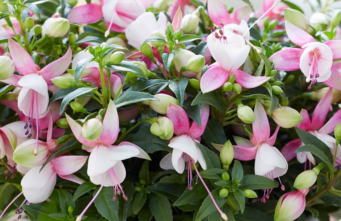 Fuchsia Bella Lisa Bush 1 Litre - Stewarts Garden Centre