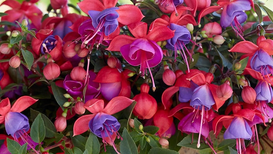 Fuchsia Bella Maria Trailing 1 Litre - Stewarts Garden Centre