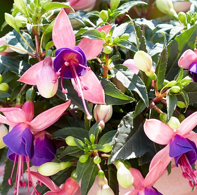Fuchsia Bella Mariska Bush 1 Litre - Stewarts Garden Centre
