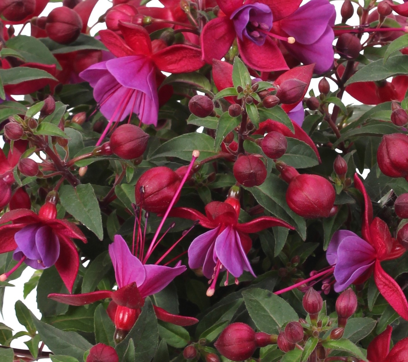 Fuchsia Bella Martha Bush 1 Litre - Stewarts Garden Centre