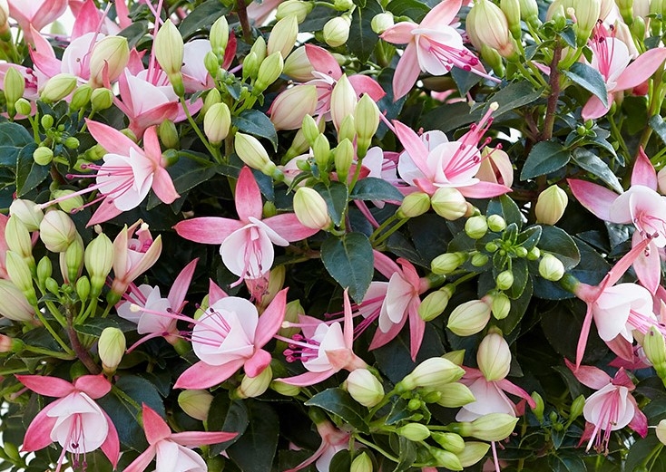Fuchsia Bella Sophia Trailing 1 Litre - Stewarts Garden Centre