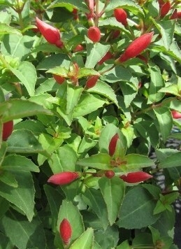 Fuchsia Chilli Red 3 Litre - Stewarts Garden Centre