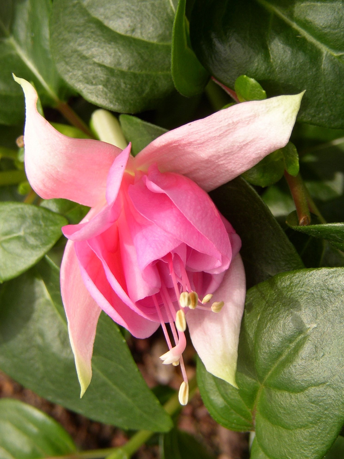 Fuchsia Fairy Lights 3 Litre - Stewarts Garden Centre