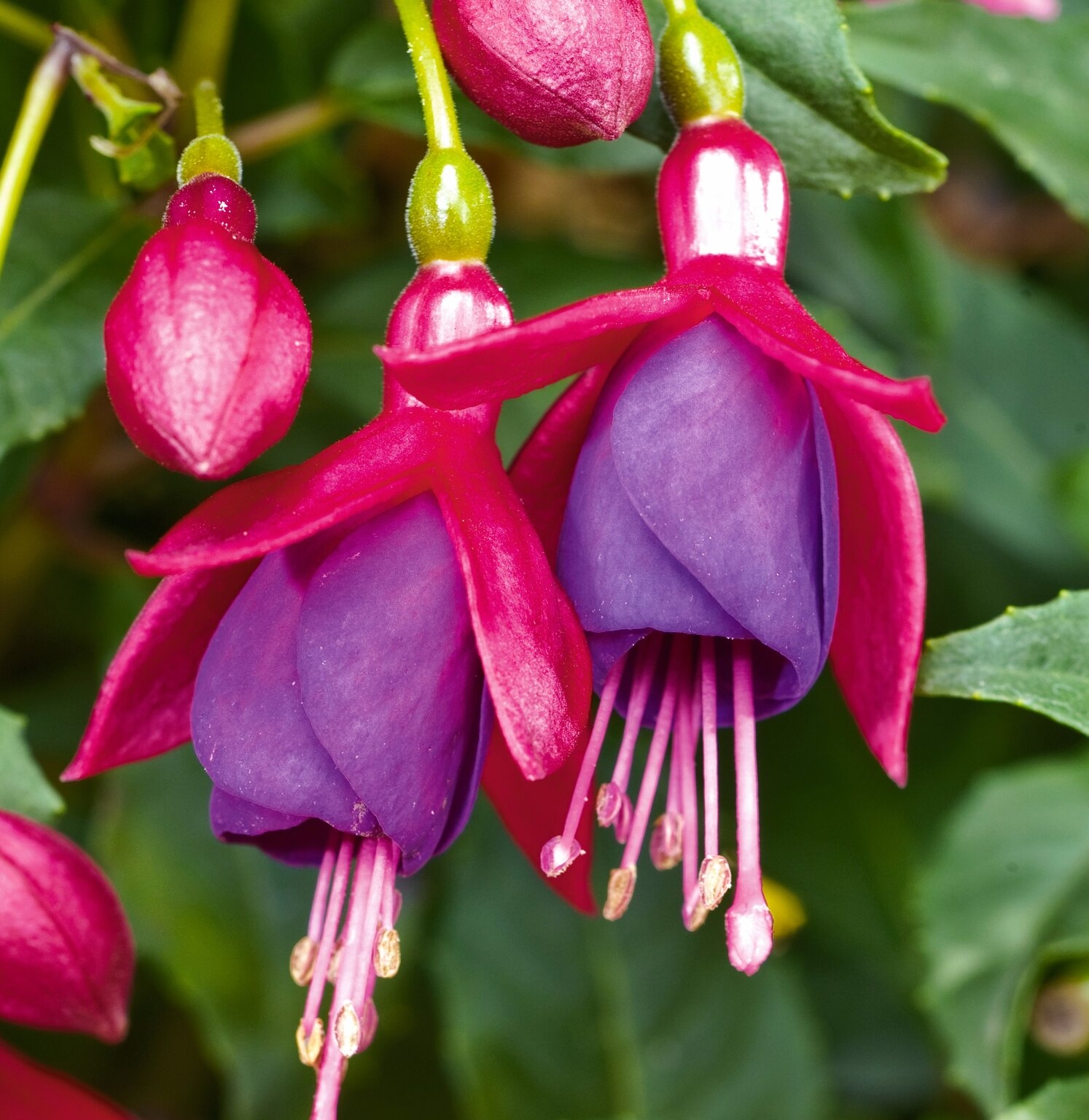 Fuchsia Fuchsita Red Blue 2 Litre - Stewarts Garden Centre