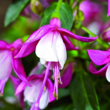 Hardy Fuchsias - Stewarts Garden Centre