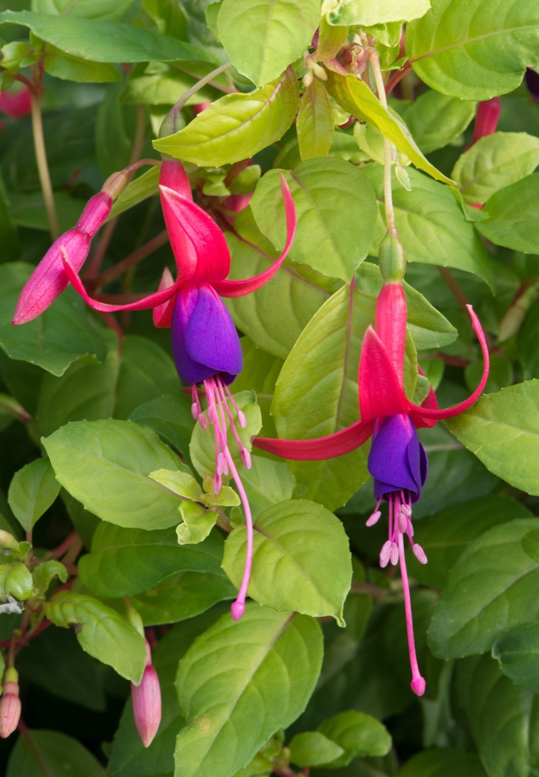 Fuchsia Genii 3 Litre - Stewarts Garden Centre