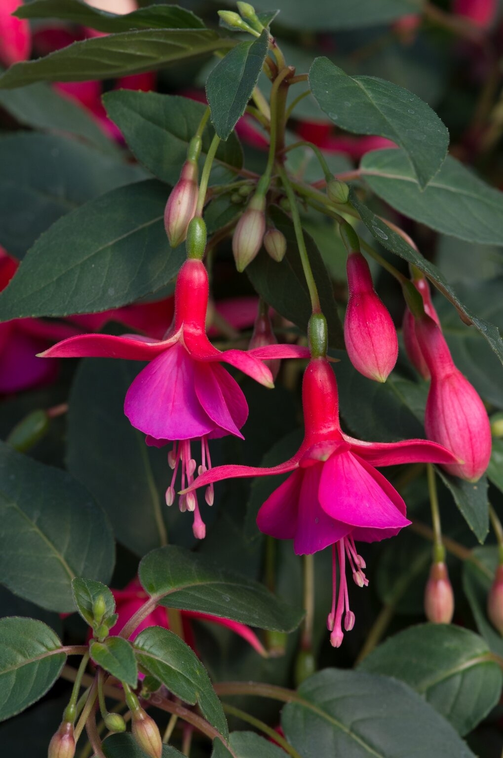 Fuchsia Hardy Display 3 Litre - Stewarts Garden Centre