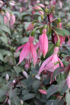 Hardy Fuchsias - Stewarts Garden Centre