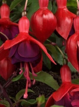 Fuchsia Janie 2 Litre - Stewarts Garden Centre