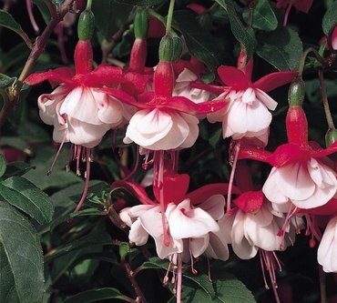 Fuchsia Snowcap 3 Litre - Stewarts Garden Centre