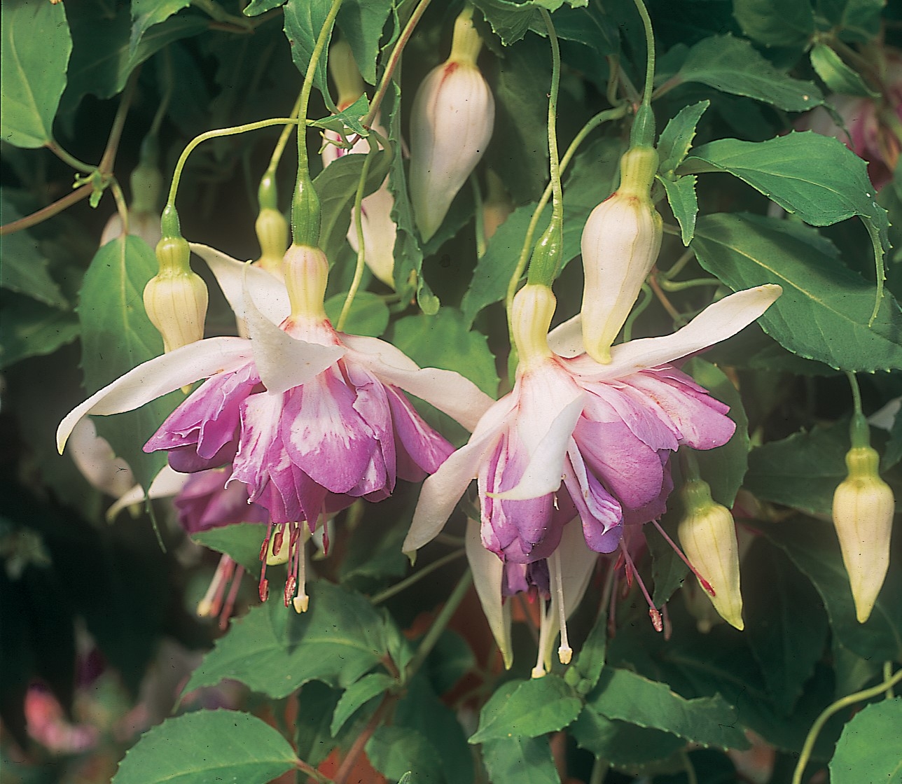 Fuchsia Southern Belle (Trailing) Blue Mirage Plug - Stewarts Garden Centre