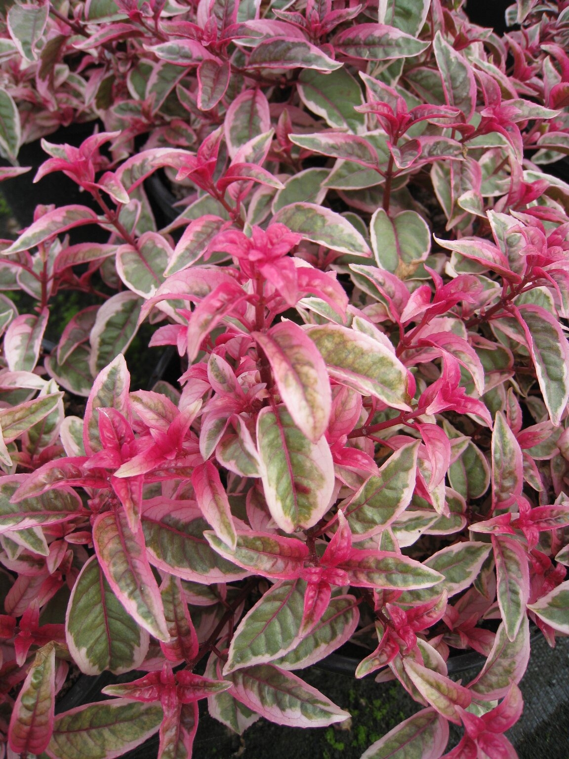 Fuchsia Sunray 3 Litre - Stewarts Garden Centre