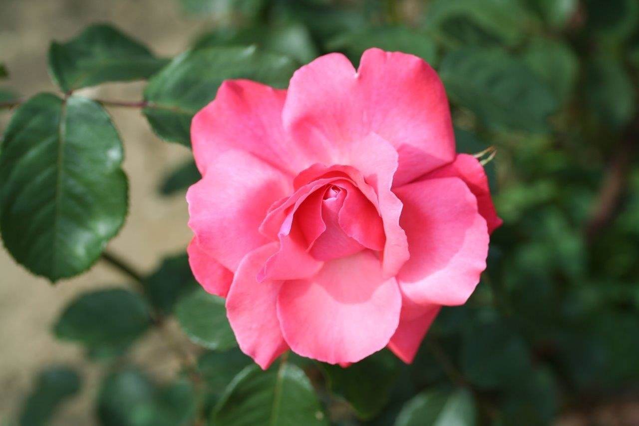 Galway Bay Climbing Rose 4 Litre - Stewarts Garden Centre