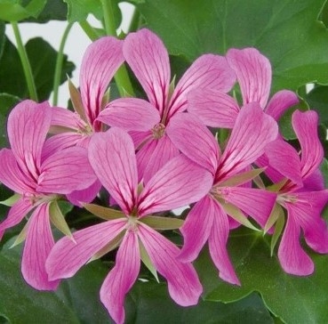 Geranium Balcony Trailing Lilac Jumbo Six Pack - Stewarts Garden Centre