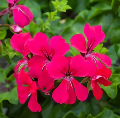 Geranium Balcony Trailing Rose Jumbo Six Pack - Stewarts Garden Centre
