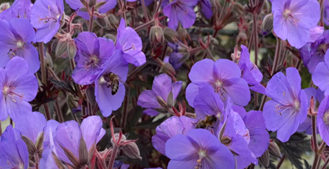 Geranium Boom Chocolatta 2 Litre - Stewarts Garden Centre