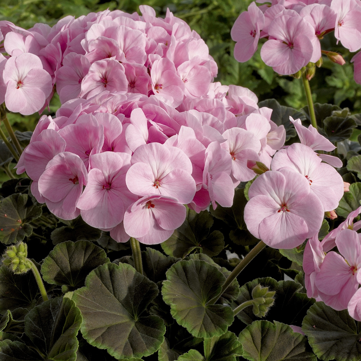 Geranium Bullseye Pink Six Pack - Stewarts Garden Centre