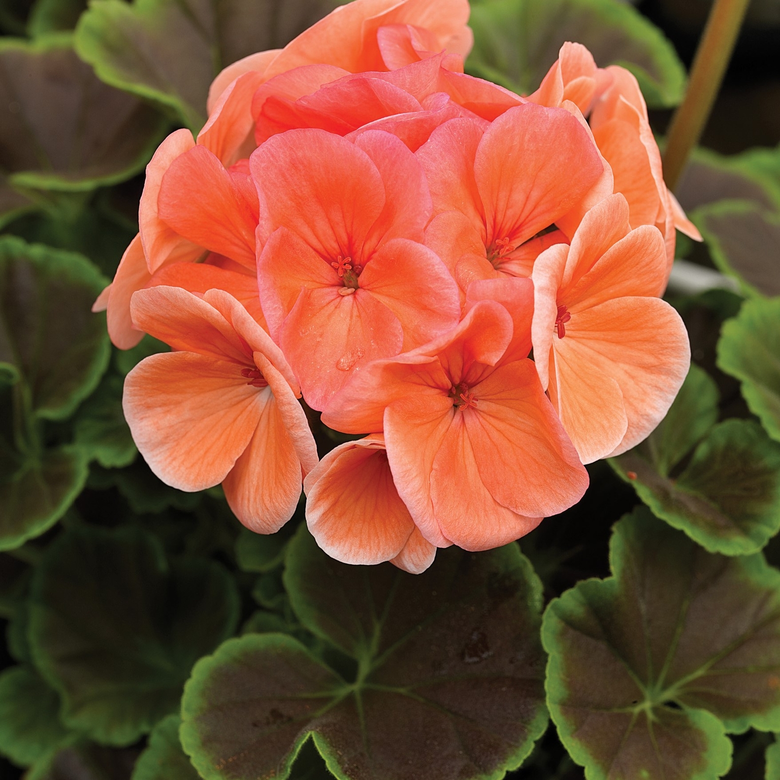 Geranium Bullseye Salmon Jumbo Six Pack - Stewarts Garden Centre