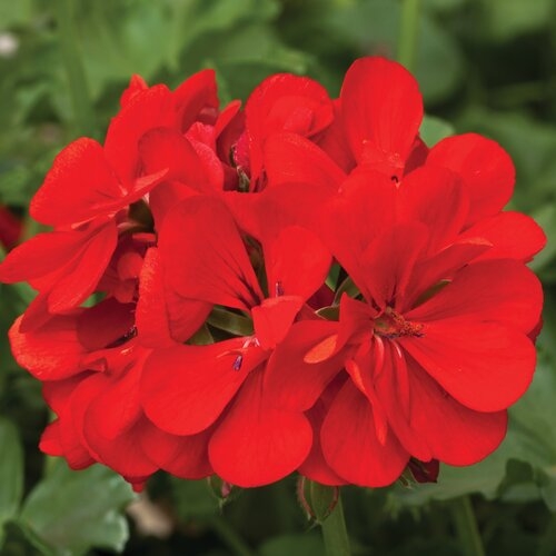 Geranium Ivy Leaf Red Jumbo Six Pack - Stewarts Garden Centre