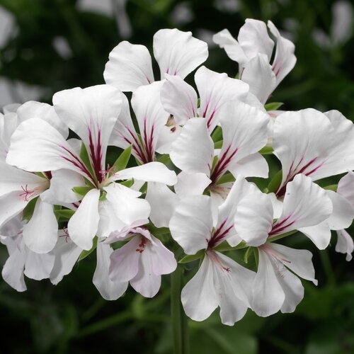 Geranium Ivy Leaf White Jumbo Six Pack - Stewarts Garden Centre