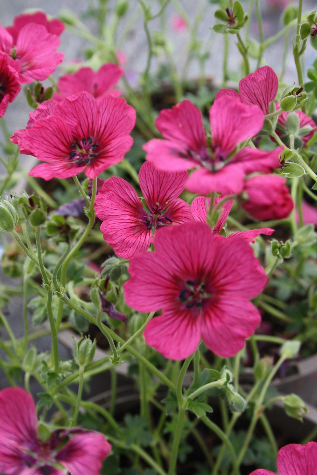 Geranium Jolly Jewel Raspberry 2 Litre - Stewarts Garden Centre
