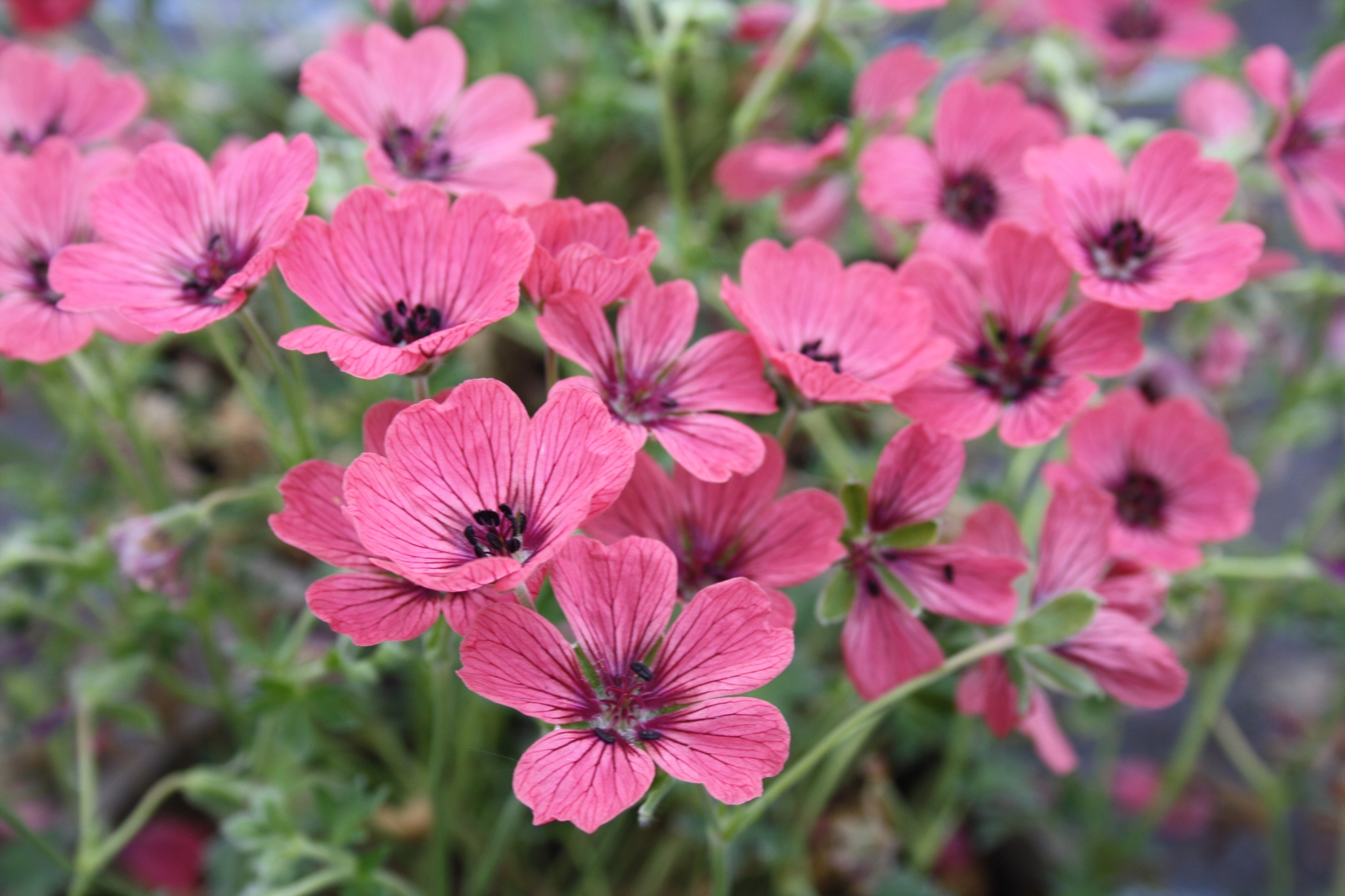 Geranium Jolly Jewel Salmon 2 Litre - Stewarts Garden Centre