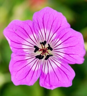 Geranium Kelly Anne 3 Litre - Stewarts Garden Centre