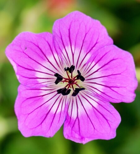 Geranium Kelly Anne 3 Litre - Stewarts Garden Centre
