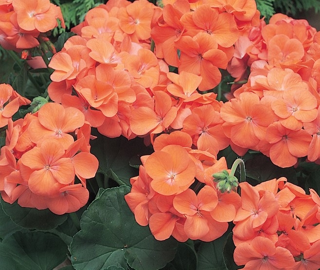 Geranium Orange Six Pack - Stewarts Garden Centre