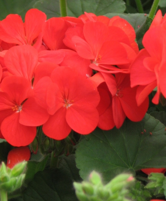 Geranium Red Six Pack - Stewarts Garden Centre