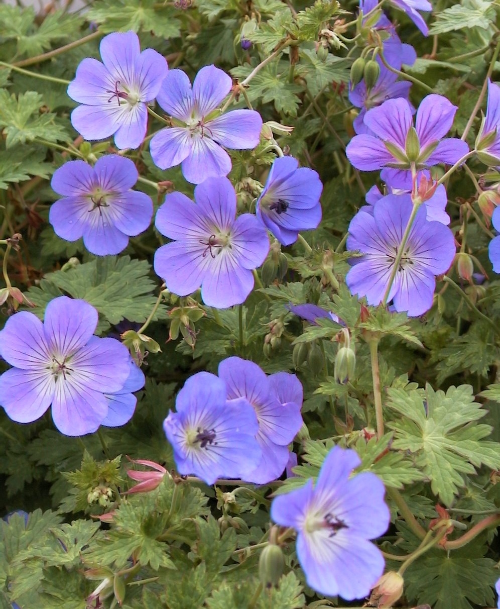 Geranium Rozanne 3 Litre - Stewarts Garden Centre