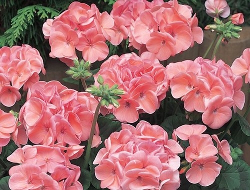 Geranium Salmon Jumbo Six Pack - Stewarts Garden Centre