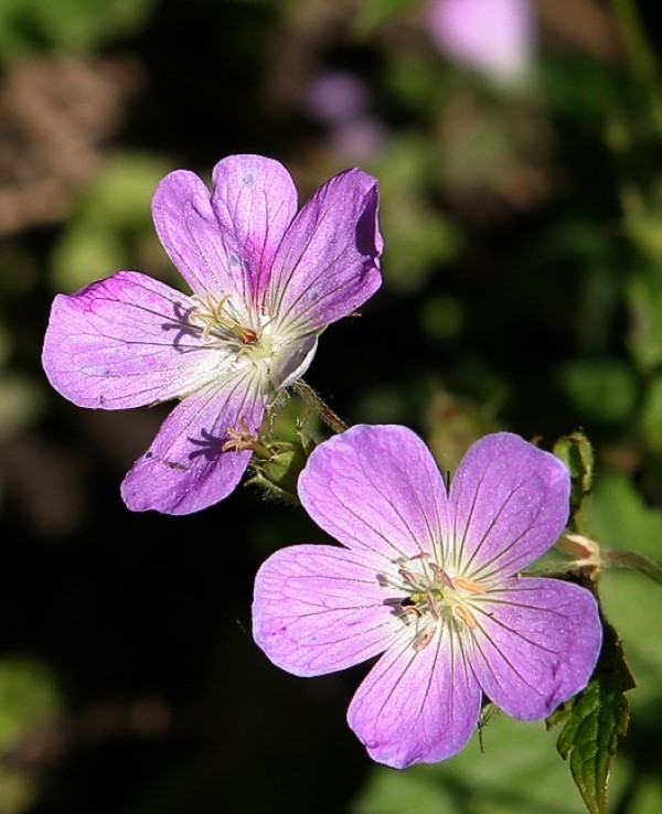 Geranium Stormy Night 3 Litre - Stewarts Garden Centre