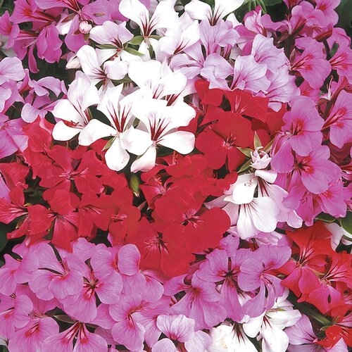 Geranium Trailing Mix Jumbo 6 Pack - Stewarts Garden Centre