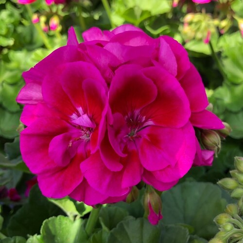 Geranium Violet Jumbo Six Pack - Stewarts Garden Centre