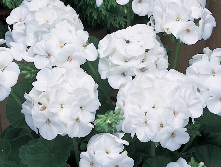 Geranium White Six Pack - Stewarts Garden Centre