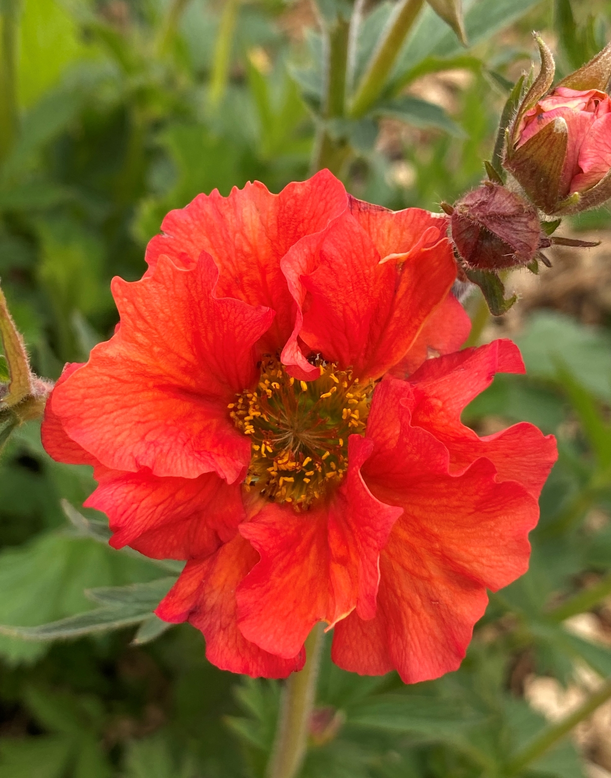 Geum Scarlet Tempest 3 Litre - Stewarts Garden Centre