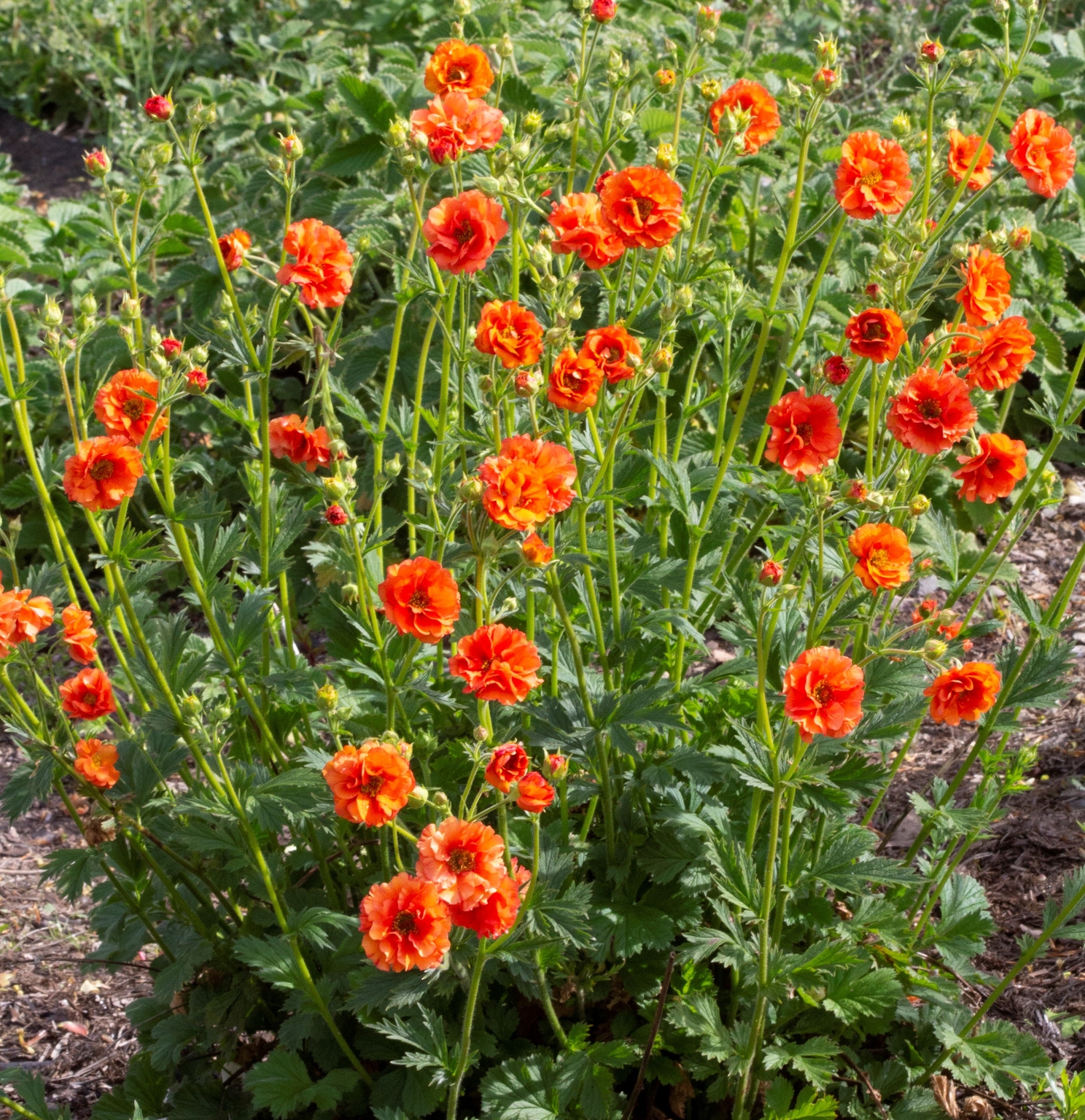 Geum Tropical Tempest 3 litre - Stewarts Garden Centre
